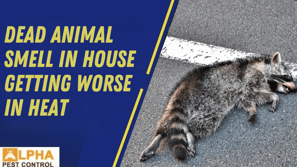 Dead Animal Smell in House Getting Worse in Heat | Alpha Pest Control